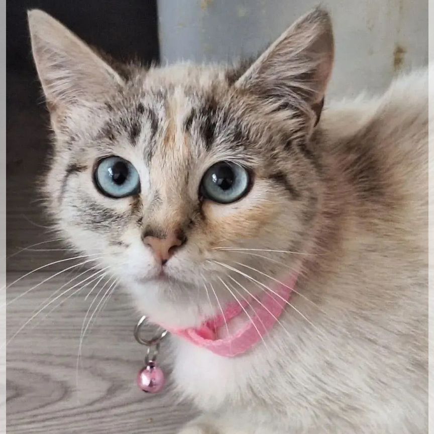 Тайская, взрослая кошка