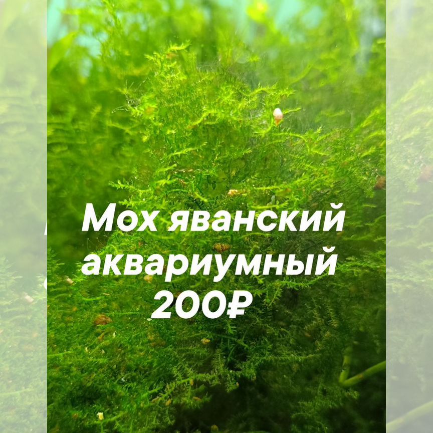 Мох для аквариума