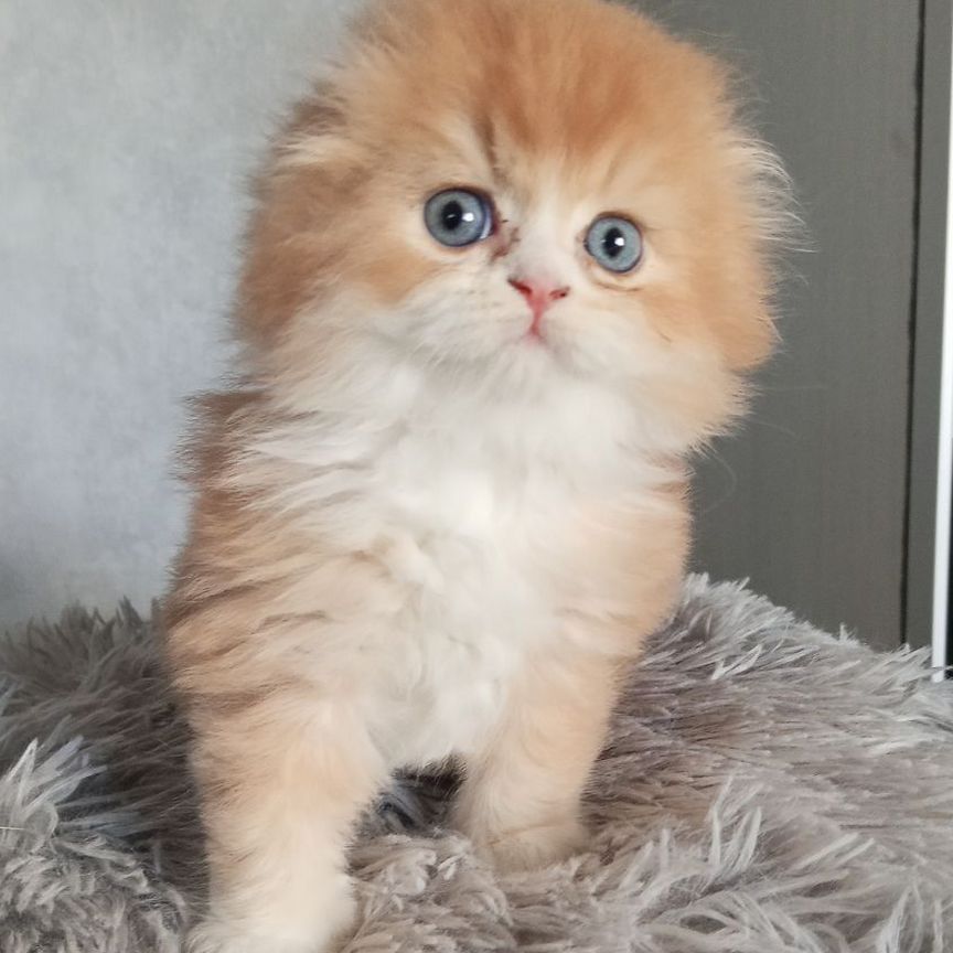 Шотландский вислоухий длинношёрстный котёнок