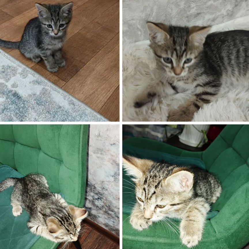 Котёнок в добрые руки