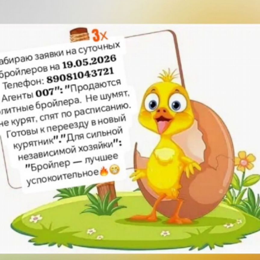 Продажа бройлер 3х суточный