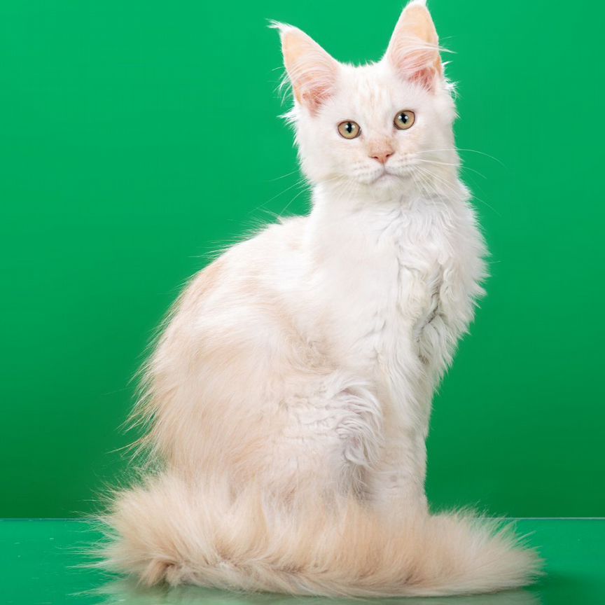 Мейн-кун котёнок