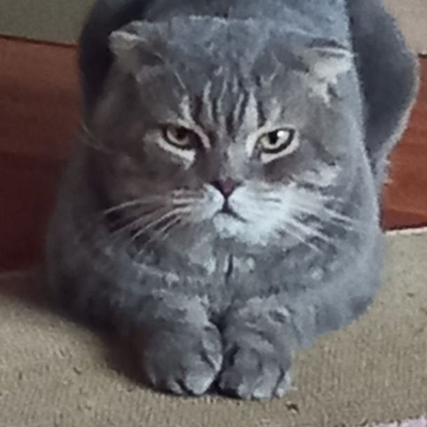 Шотландский вислоухий короткошёрстный, взрослый кот
