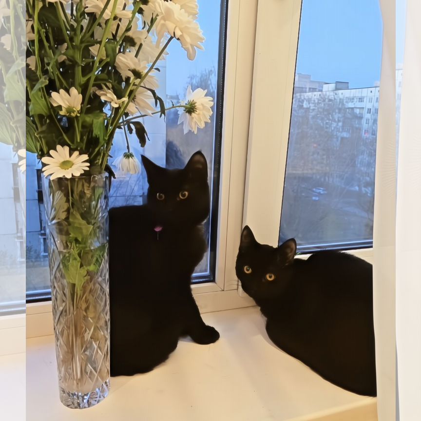 Котёнок в добрые руки