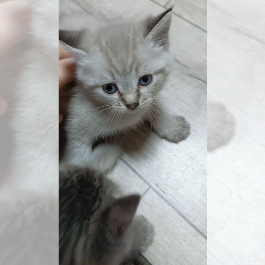 Котёнок в добрые руки