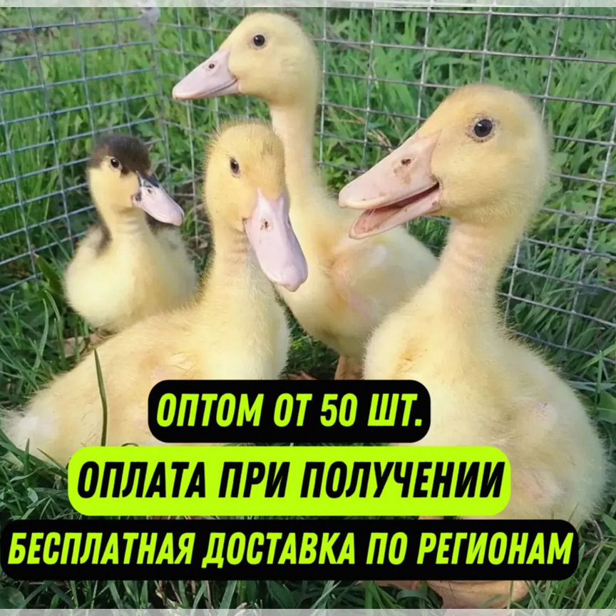 Утята муларды оптом доставка бесплатная