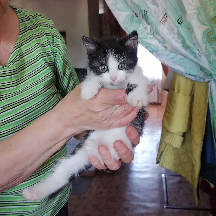 Котёнок в добрые руки