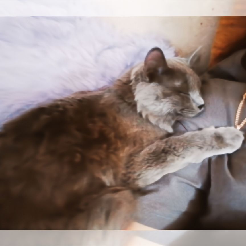 Русский голубой котёнок
