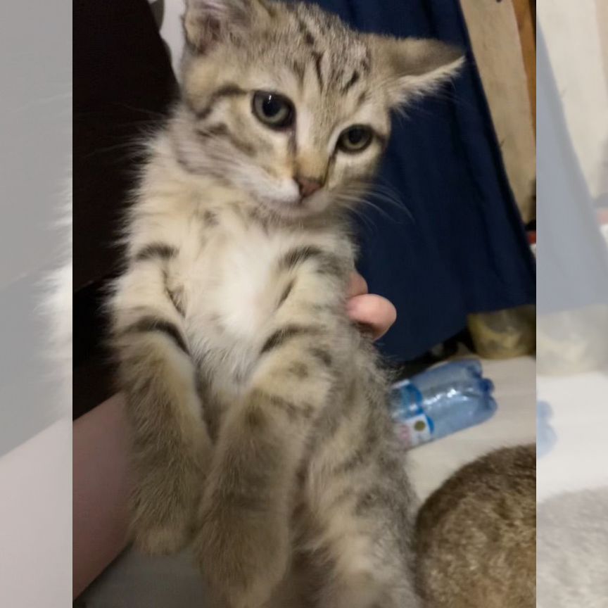 Котёнок в добрые руки