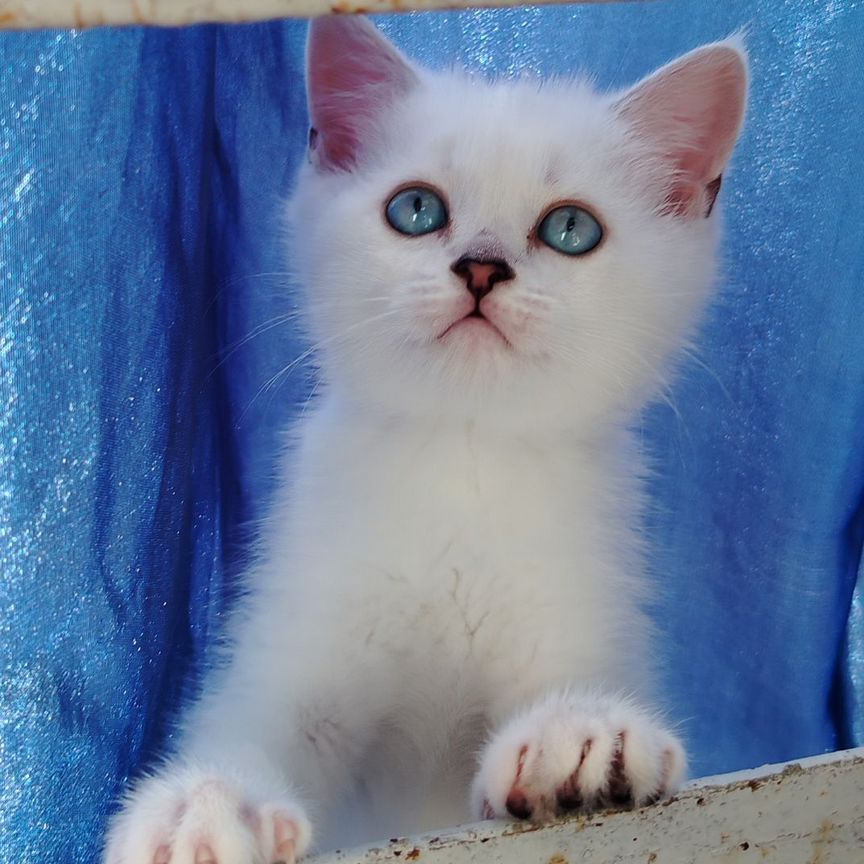 Шотландский прямоухий короткошёрстный котёнок