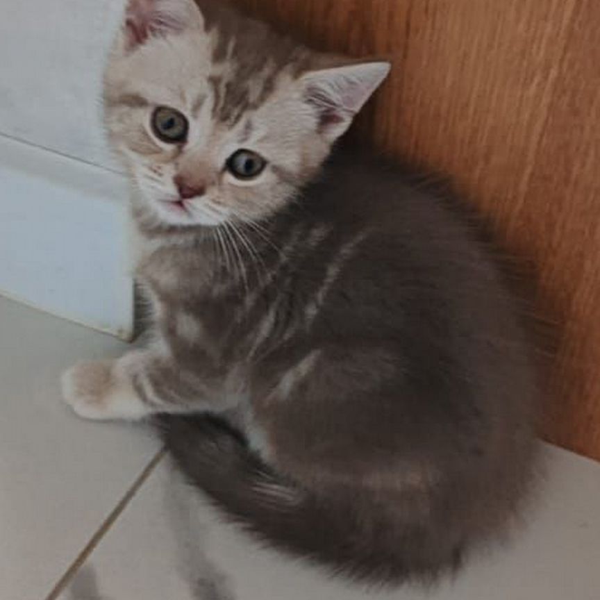 Шотландский вислоухий короткошёрстный котёнок