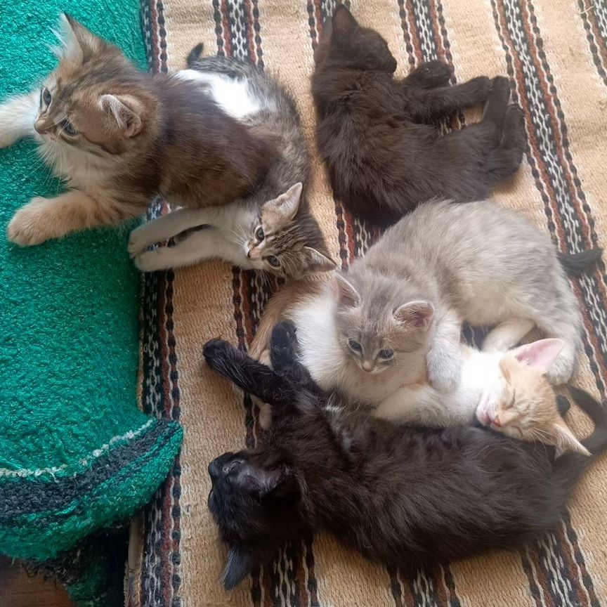 Сибирский котёнок