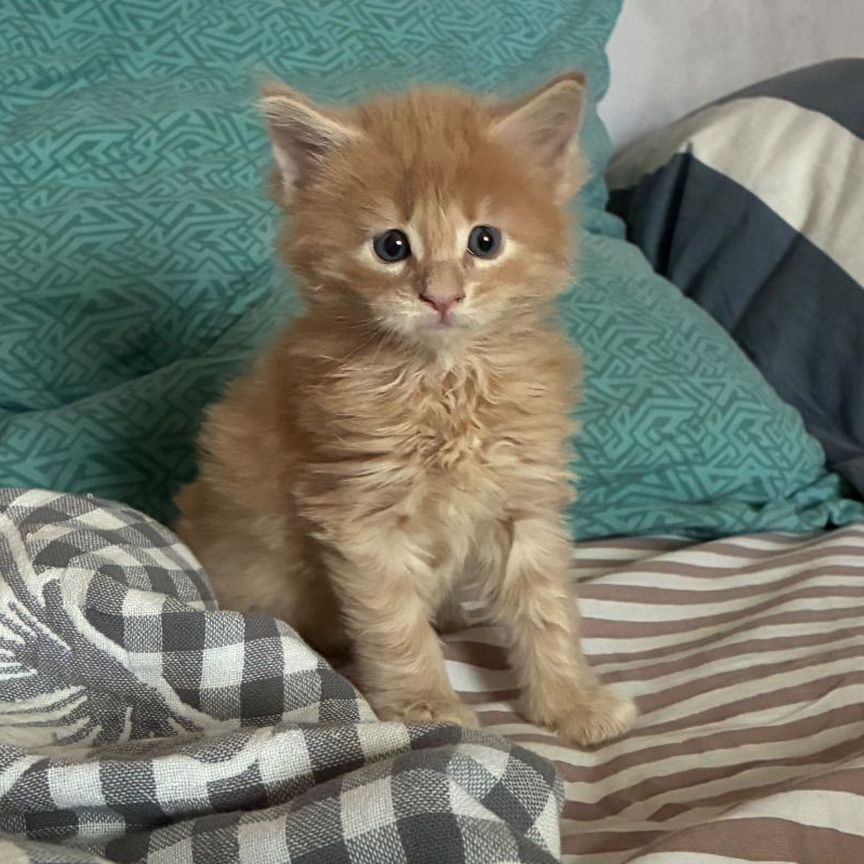 Мейн-кун котёнок
