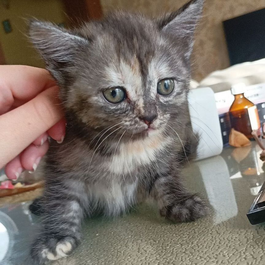 Британский длинношёрстный котёнок
