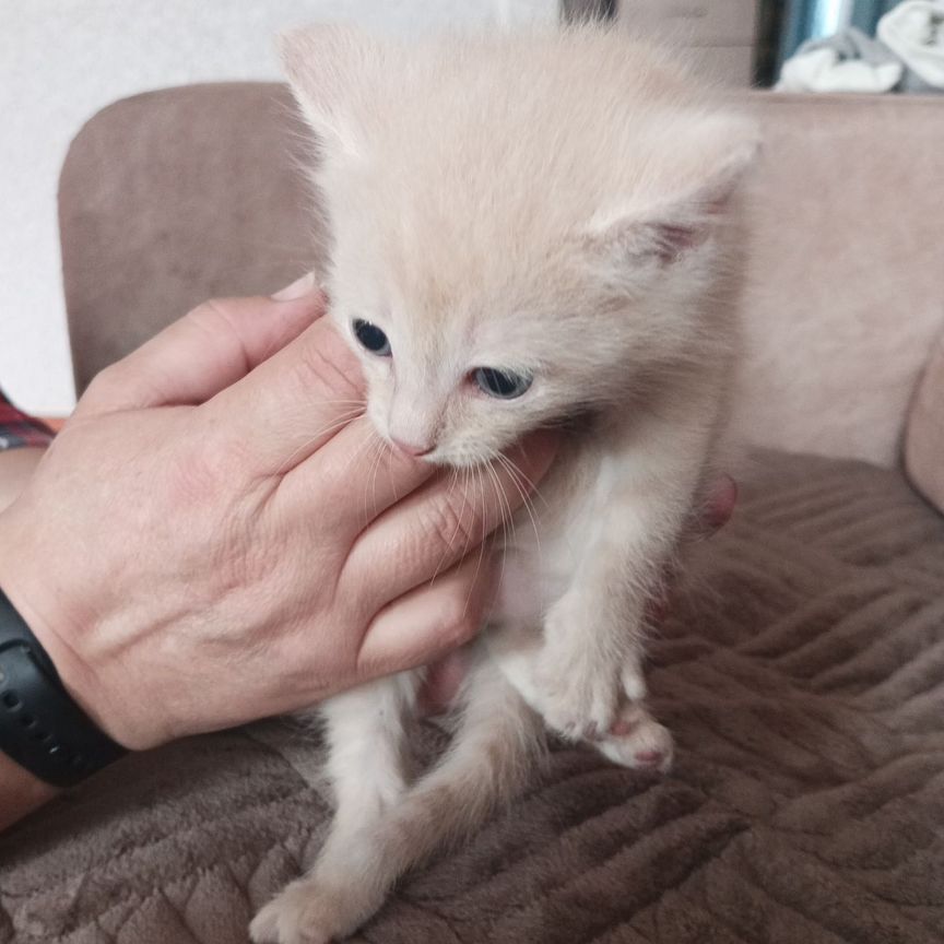 Шотландский вислоухий короткошёрстный котёнок