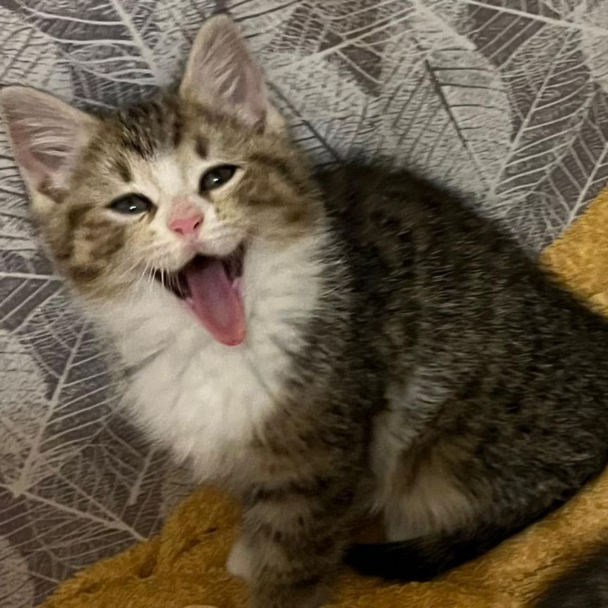 Европейский короткошёрстный котёнок